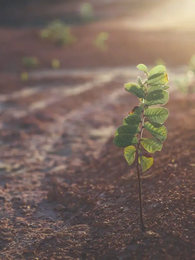 How To Soften Hard Soil - Methods To Soften Soil How To Soften Hard Soil - Methods To Soften Soil